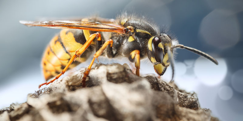 Where Do Wasps Go in the Winter? | Allstate Termite & Pest Solutions